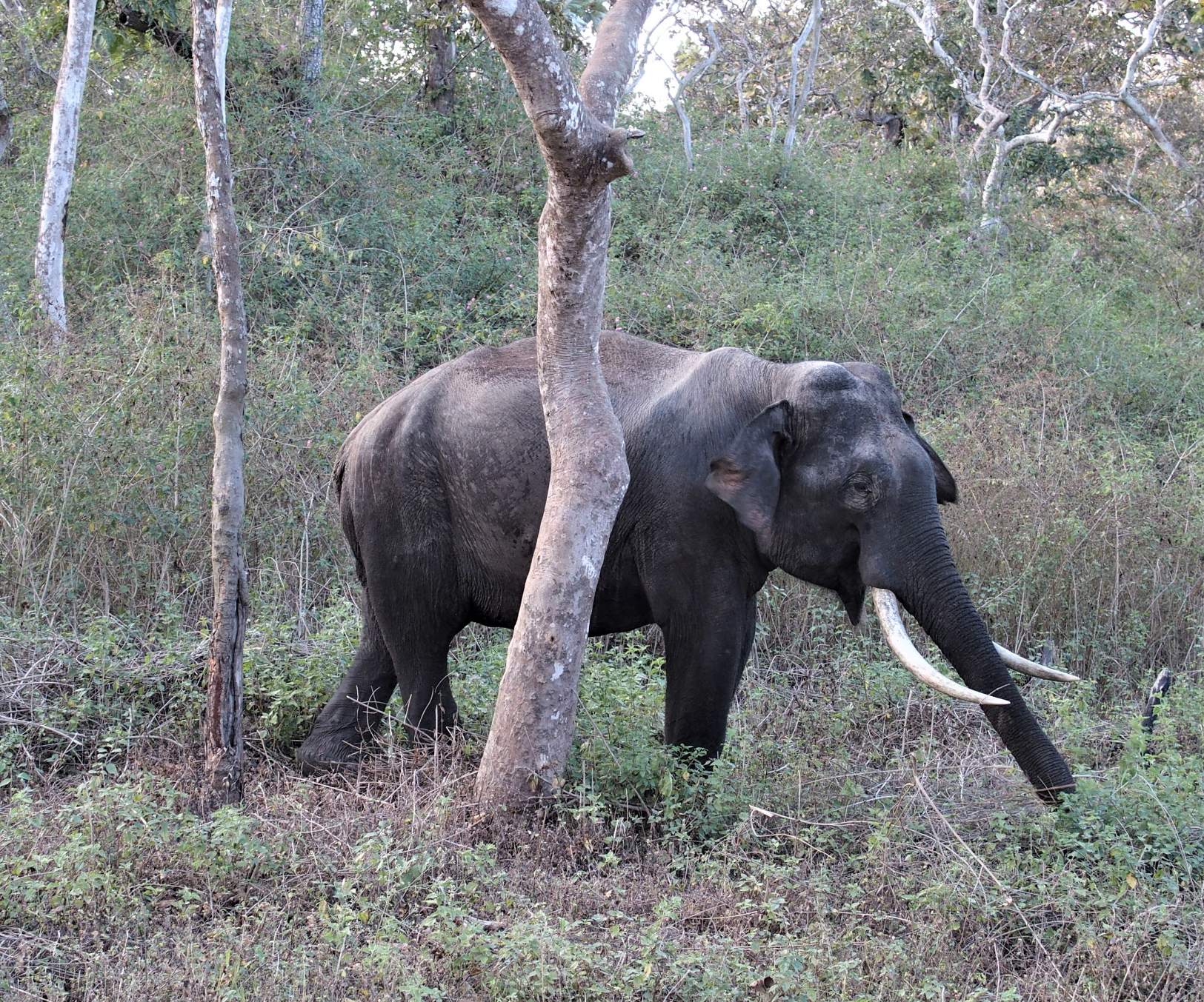 Puzzle | 143 piezas | Elephant in India | Jigidi