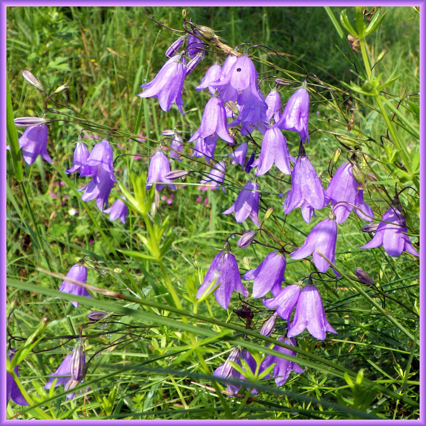 Solve Zvonečky jigsaw puzzle online with 49 pieces