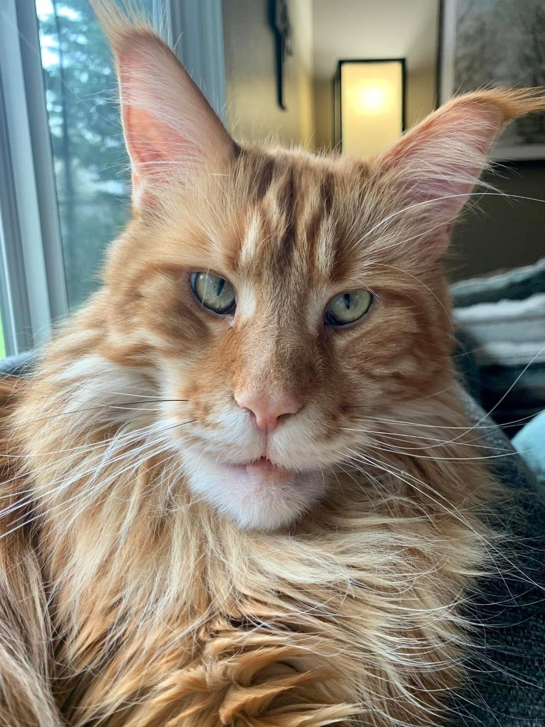 Solve Cat jigsaw puzzle online with 130 pieces