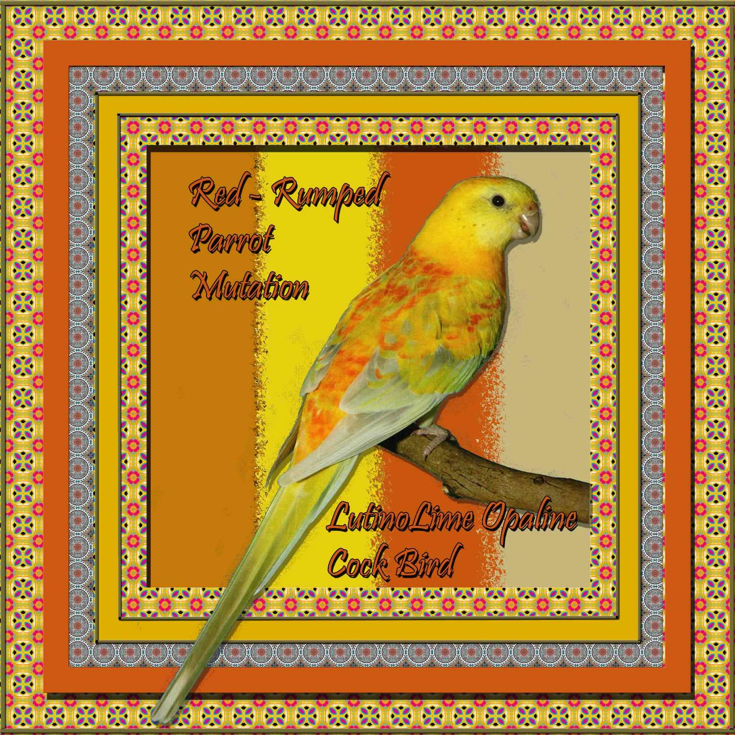 Solve Red-Rump Parrot - Mutation jigsaw puzzle online with 225 pieces