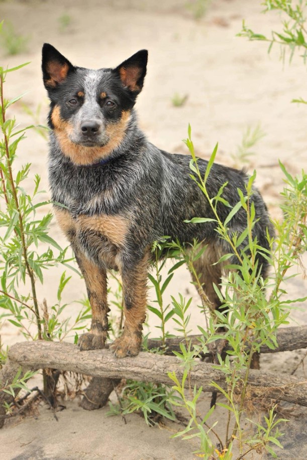 Solve Dog jigsaw puzzle online with 12 pieces