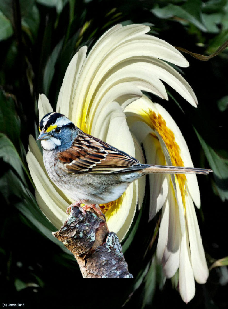 Solve white throuted sparrow jigsaw puzzle online with 140 pieces