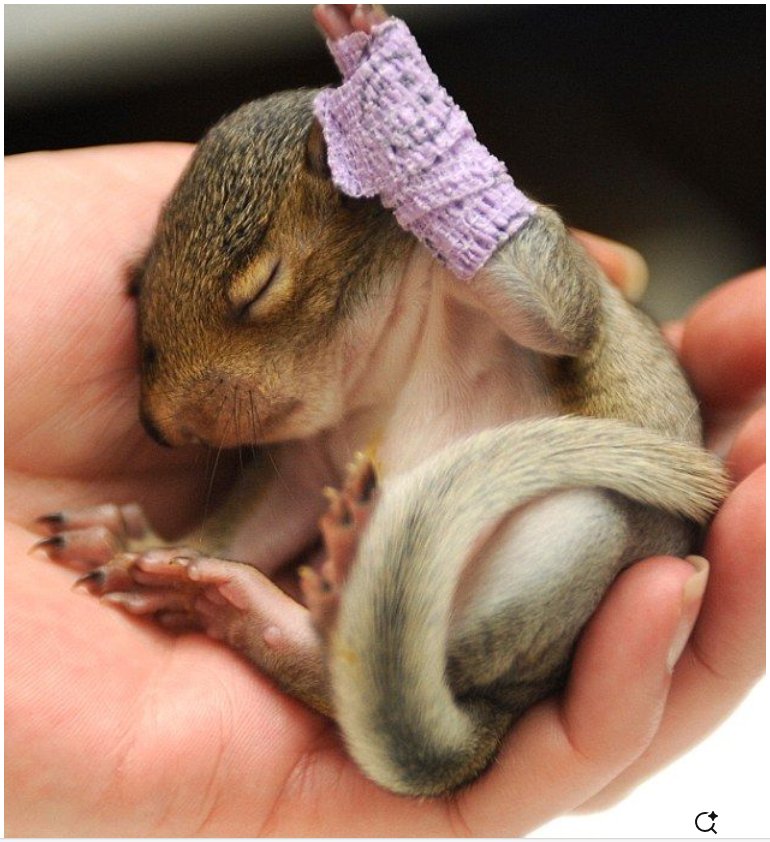 Solve This Tiny Baby Squirrel Fell Out Of His Tree & Had To Have His ...