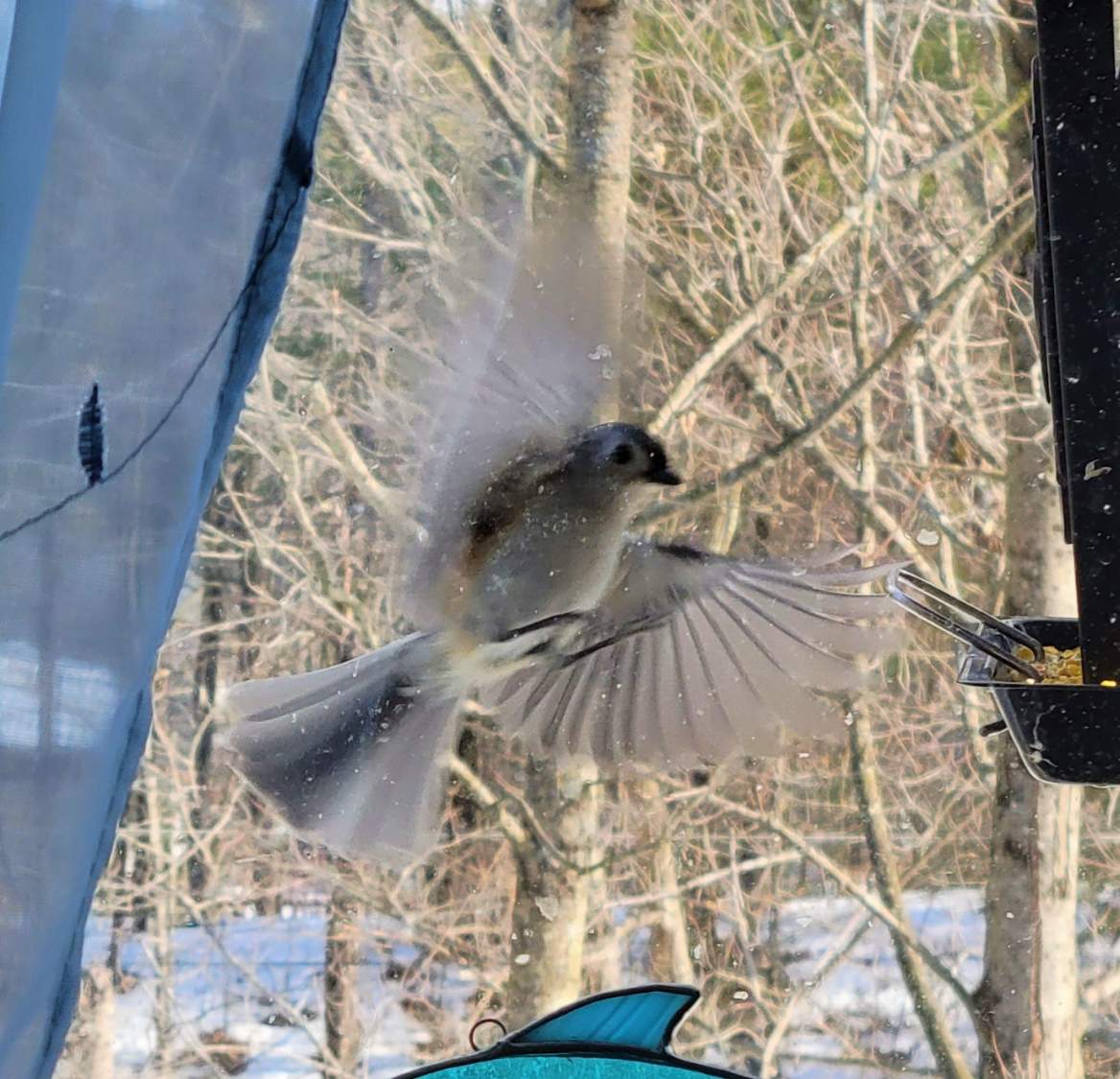 Solve titmouse in flight jigsaw puzzle online with 36 pieces