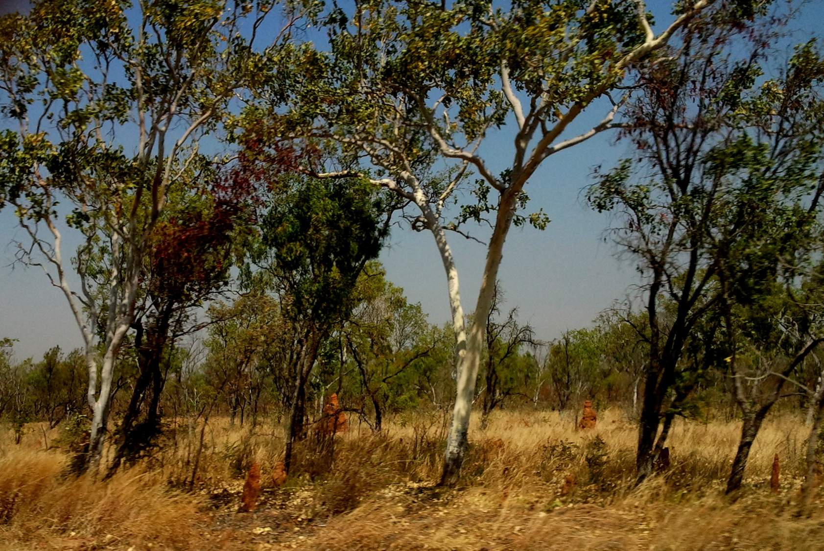 Solve Australian Bush jigsaw puzzle online with 126 pieces