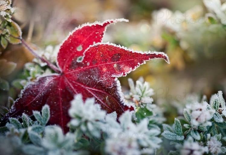 Solve maple leaf (resize 12 to 196) jigsaw puzzle online with 96 pieces