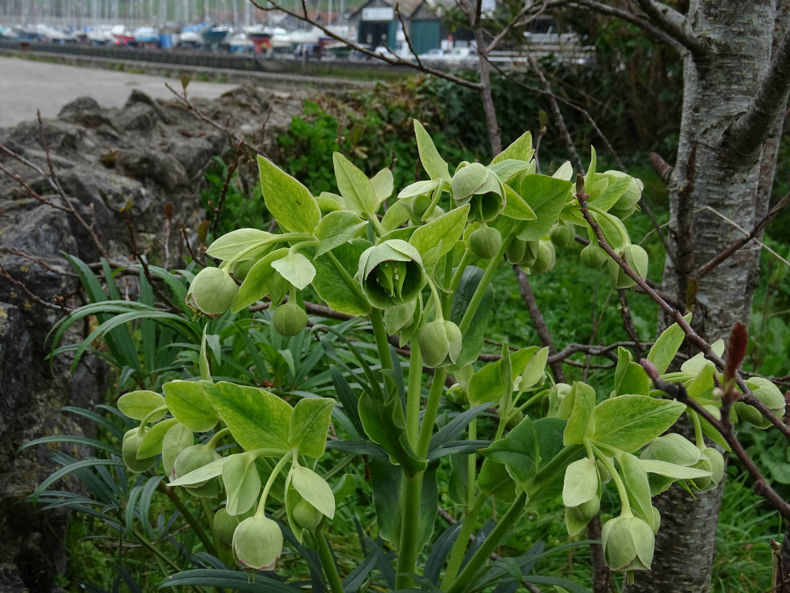 Solve Baby triffids jigsaw puzzle online with 540 pieces