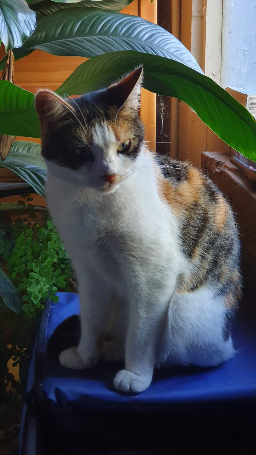 Solve Freya jigsaw puzzle online with 104 pieces