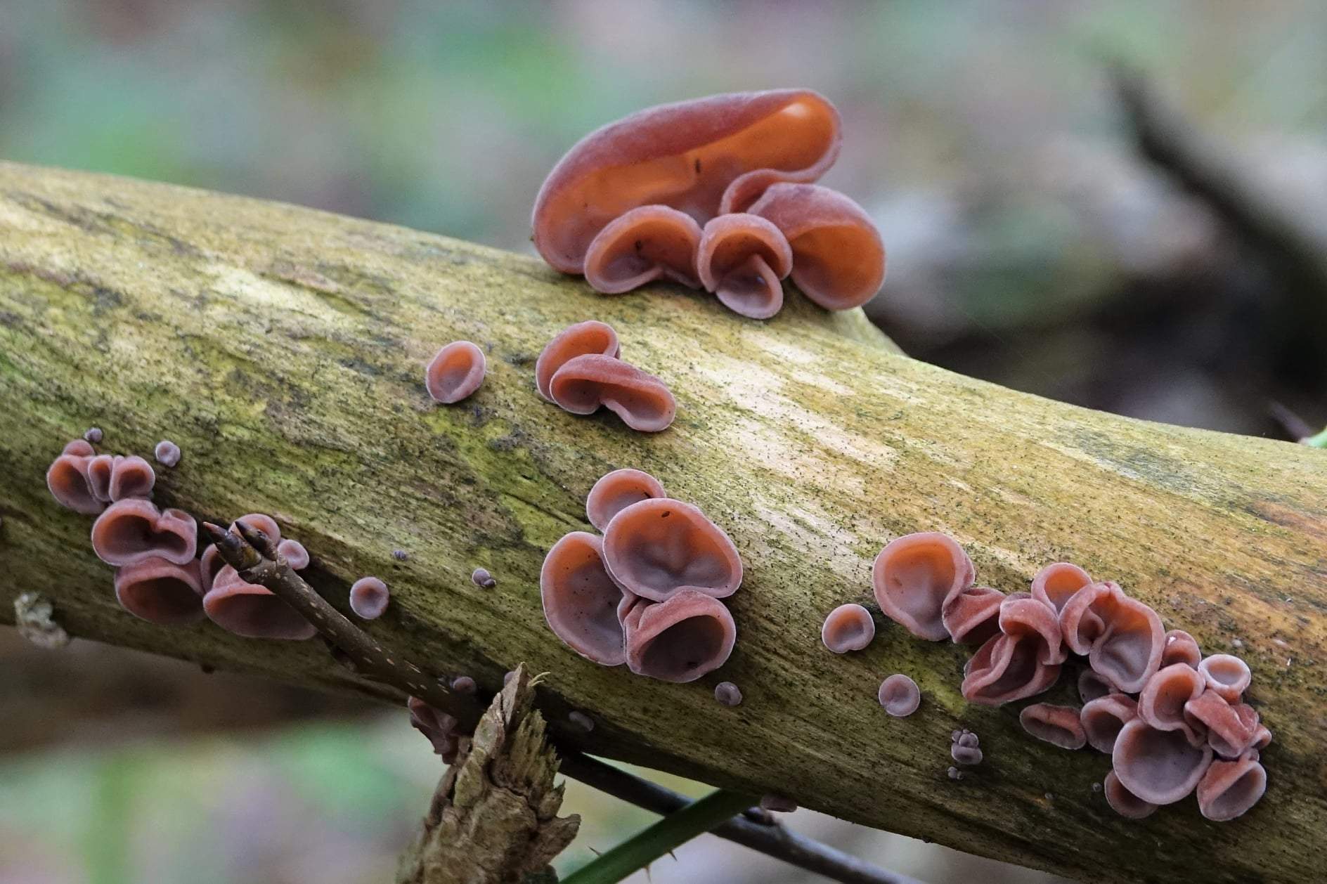 Solve Judas oren. jigsaw puzzle online with 600 pieces