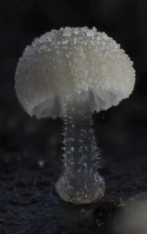 Solve Itty bitty baby mushroom in macro jigsaw puzzle online with 96 pieces