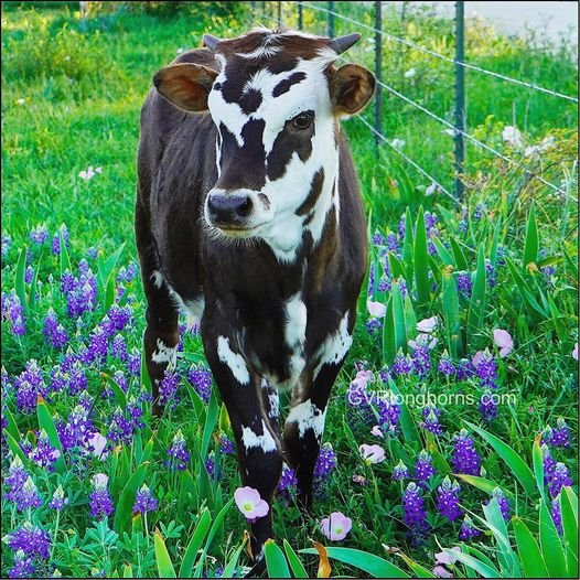 Solve Pretty Pasture jigsaw puzzle online with 64 pieces