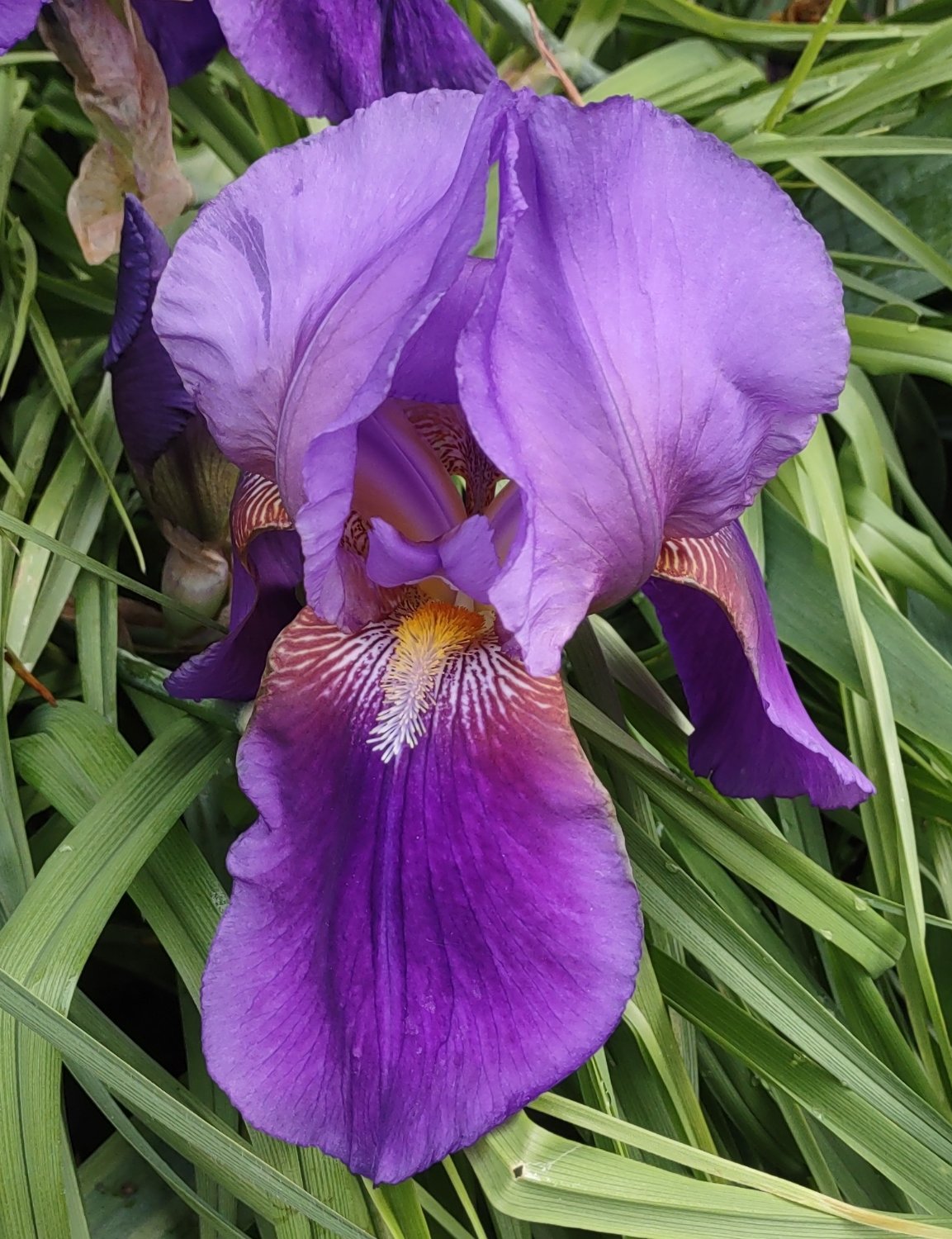 Solve Iris (Up Close & Personal View) jigsaw puzzle online with 80 pieces