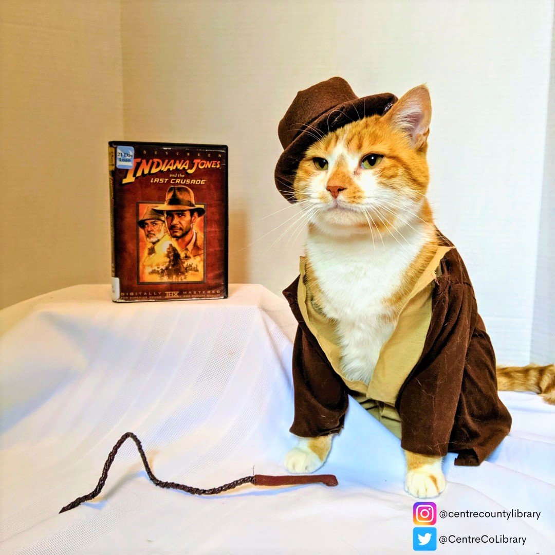 Solve Cat Icon Game #226 - Horatio the Library Cat celebrates Harrison ...