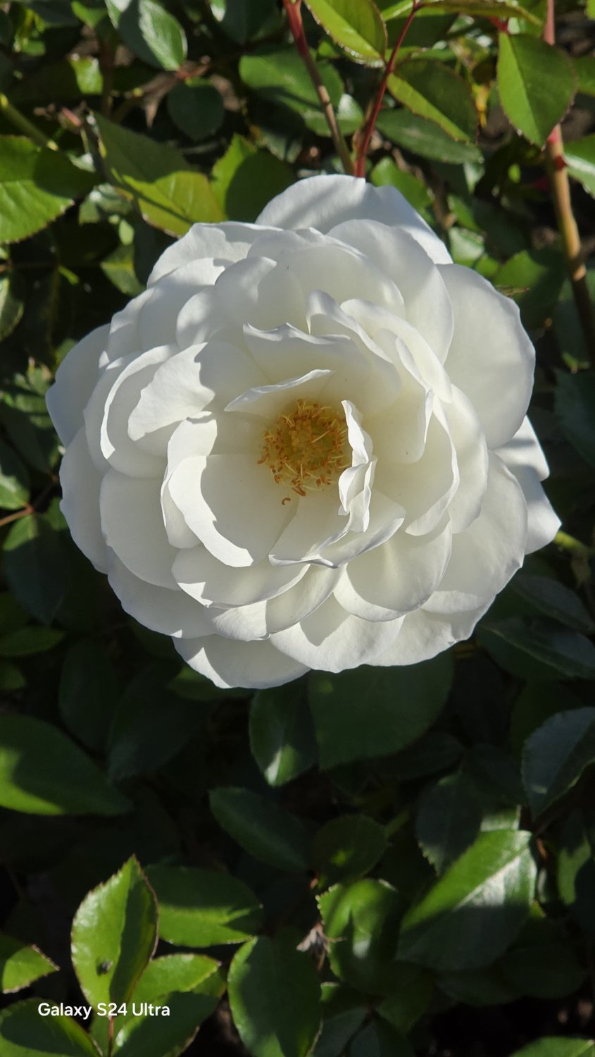 Solve WHITE ROSE jigsaw puzzle online with 60 pieces