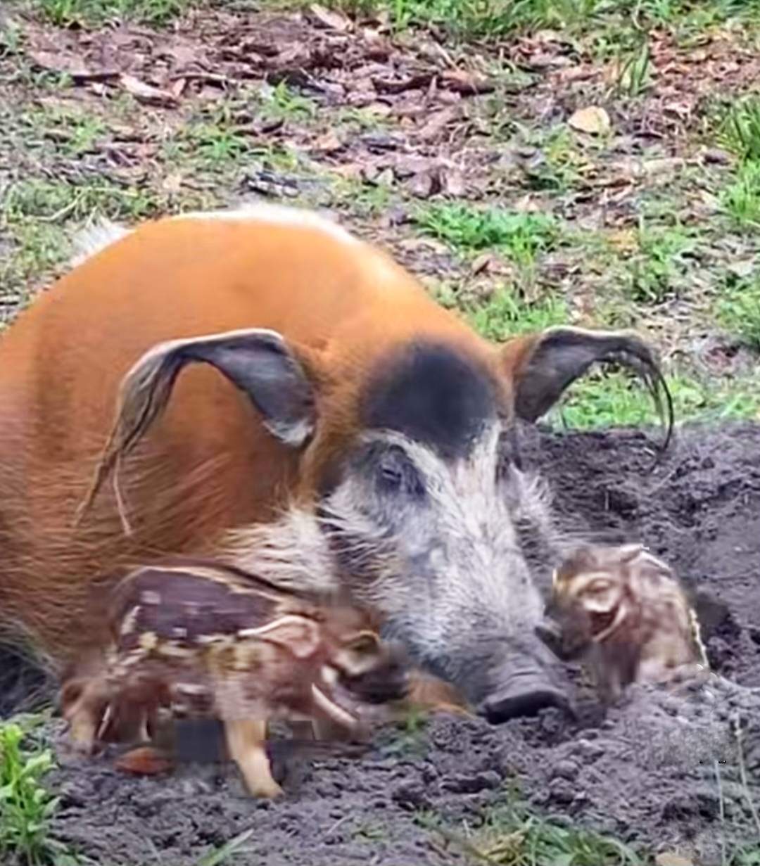 Solve Hogs jigsaw puzzle online with 380 pieces