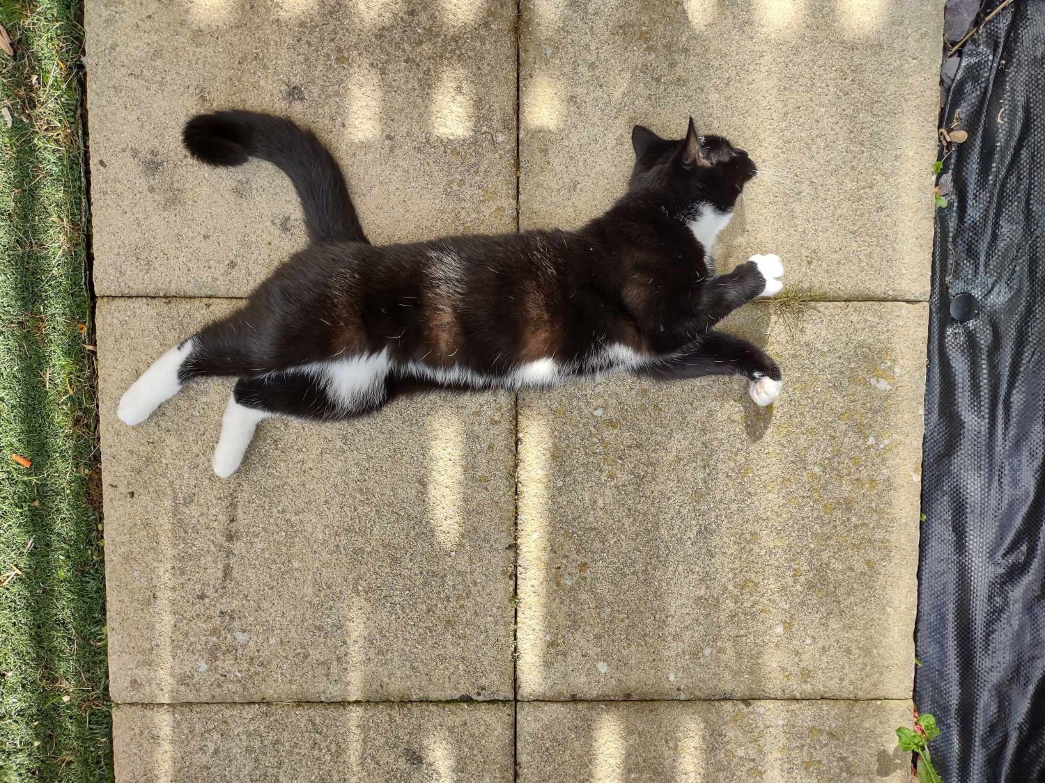 Jigsaw Puzzle | Roxie 173 - (Storyboard 9) Dramatic pose 3 (*more in ...