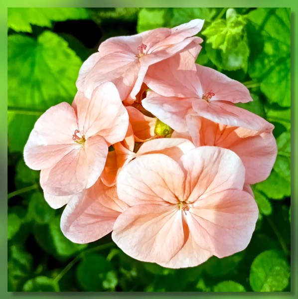 Solve Geranium-Pelargonium Hybrid jigsaw puzzle online with 9 pieces