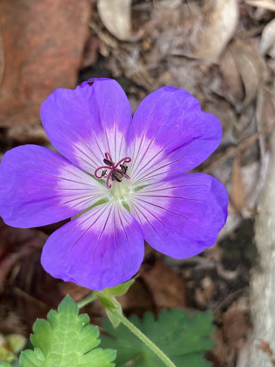 Solve purple geranium jigsaw puzzle online with 80 pieces