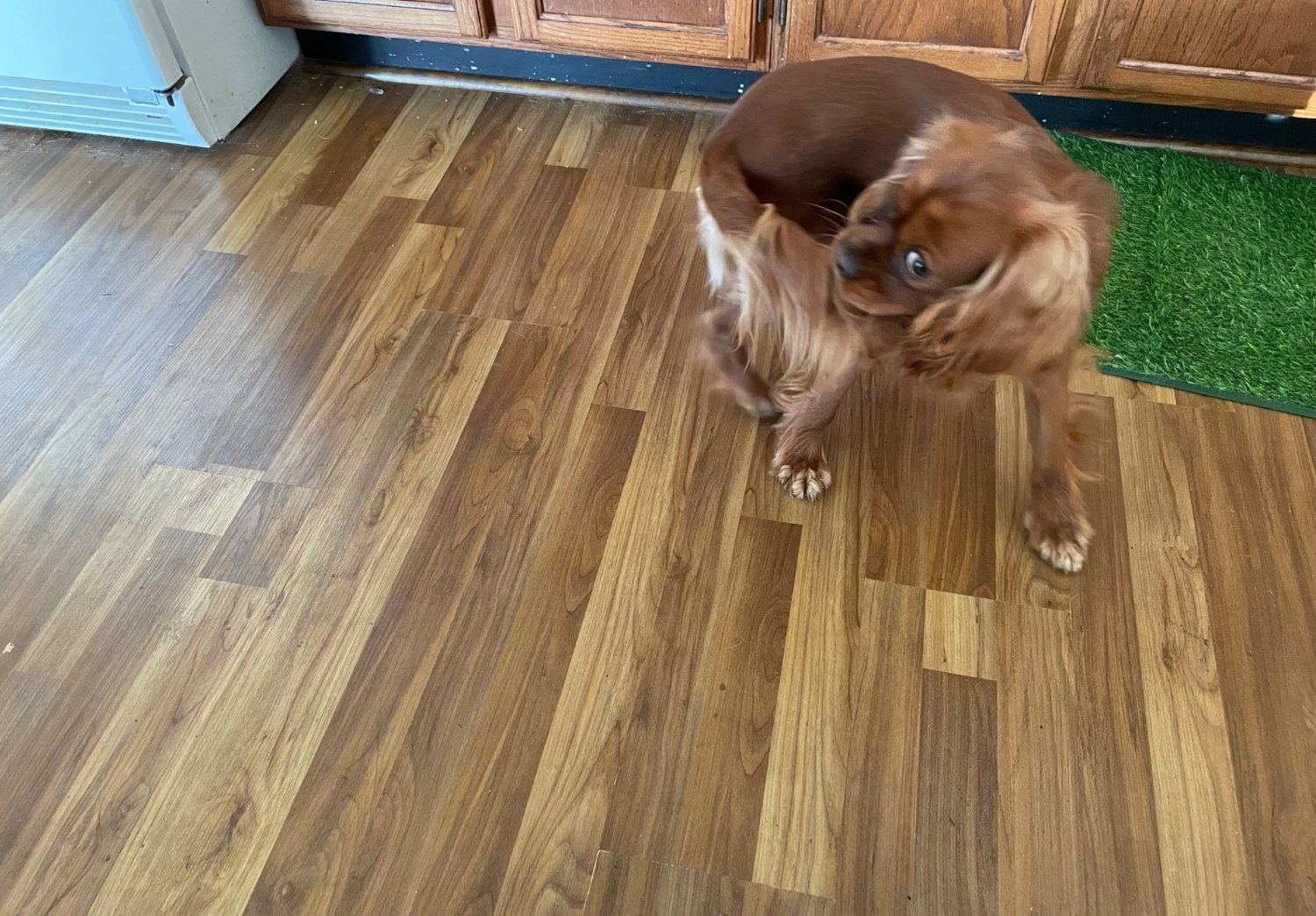 Solve Daily Smile jigsaw puzzle online with 12 pieces