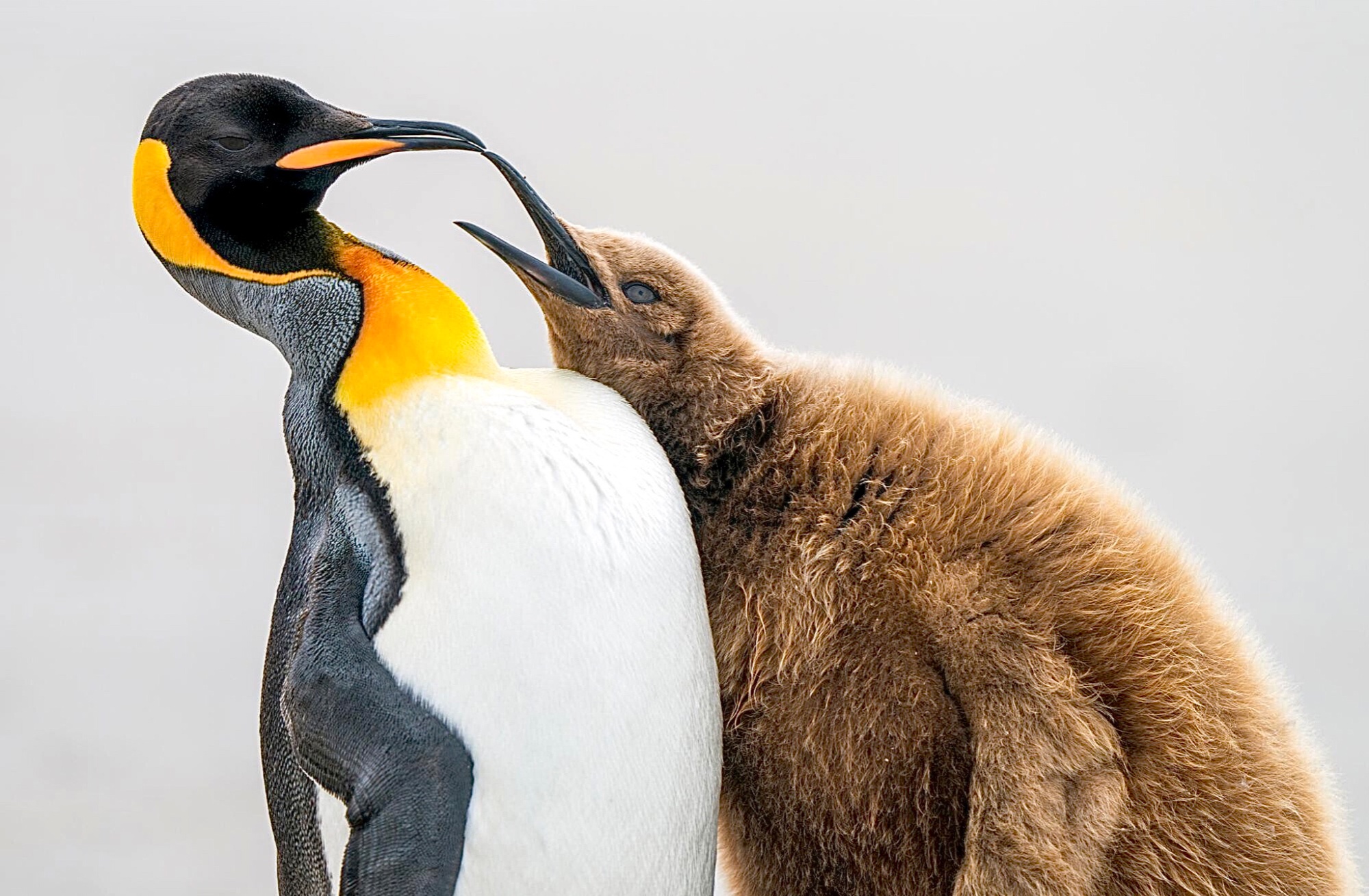 Solve More Fish, Please! jigsaw puzzle online with 70 pieces