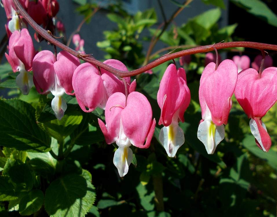 Solve SRDCOVKA NÁDHERNÁ jigsaw puzzle online with 12 pieces