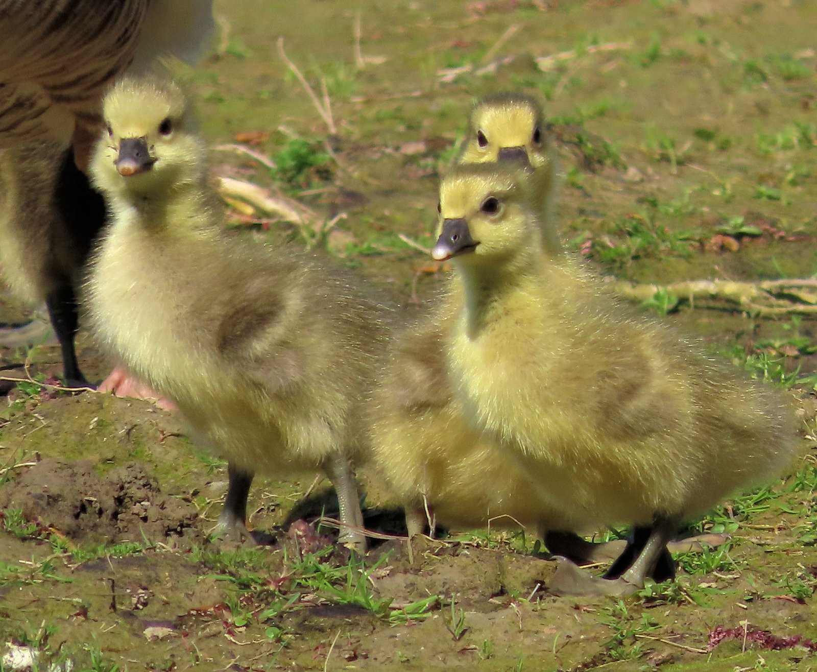 Solve greylag goslings (grauwe gans kuikens) jigsaw puzzle online with ...