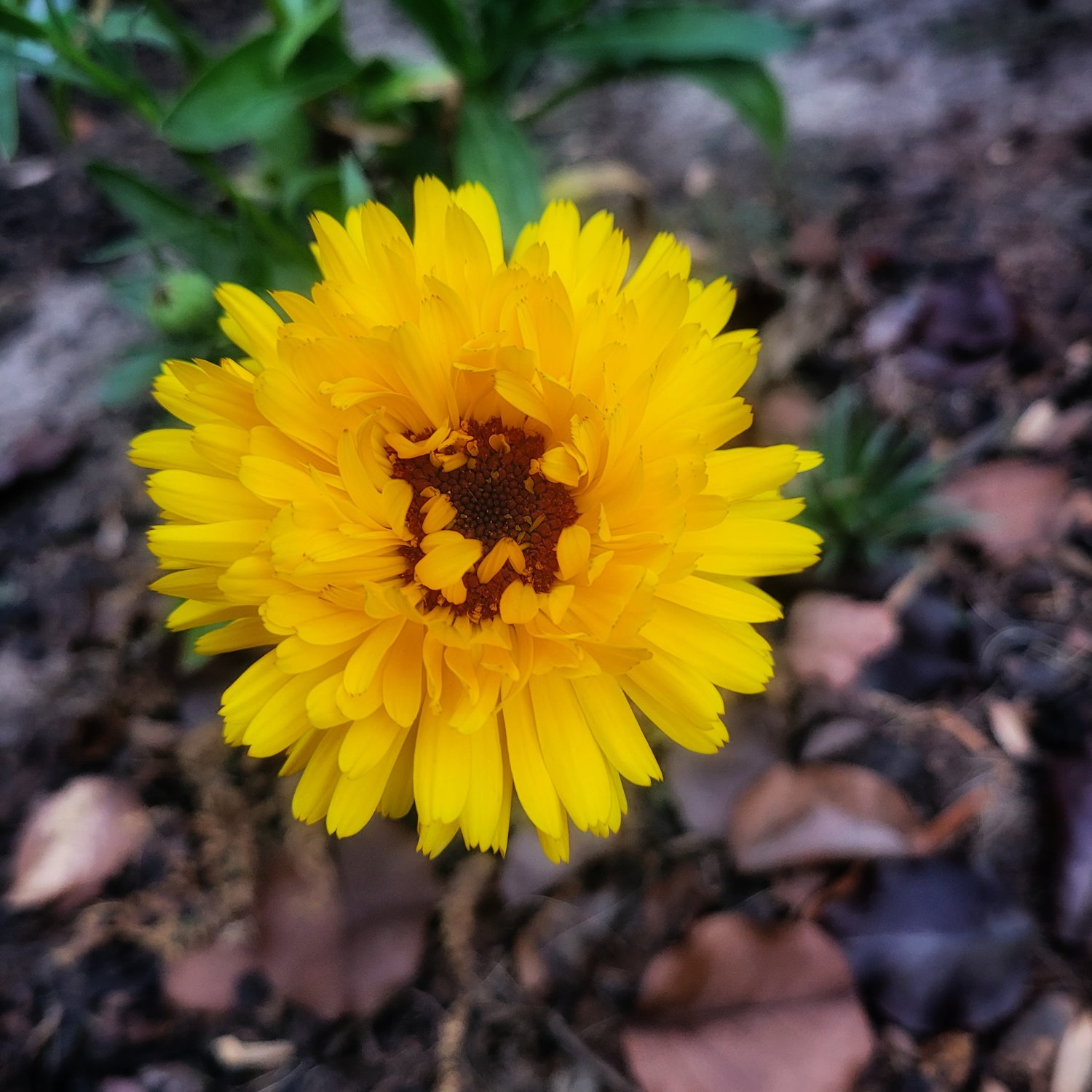 Solve Brilliant Yellow Like the Sun jigsaw puzzle online with 600 pieces