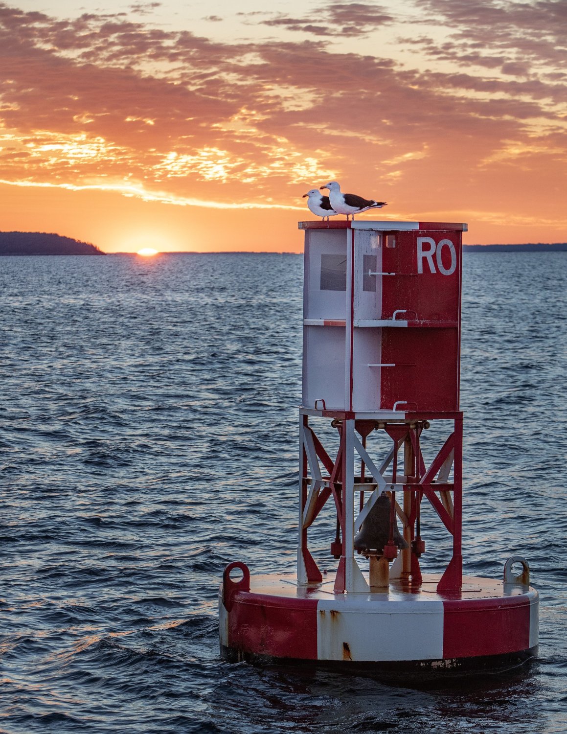 Solve Lovebirds, Photo by Peter Ralston jigsaw puzzle online with 500 ...