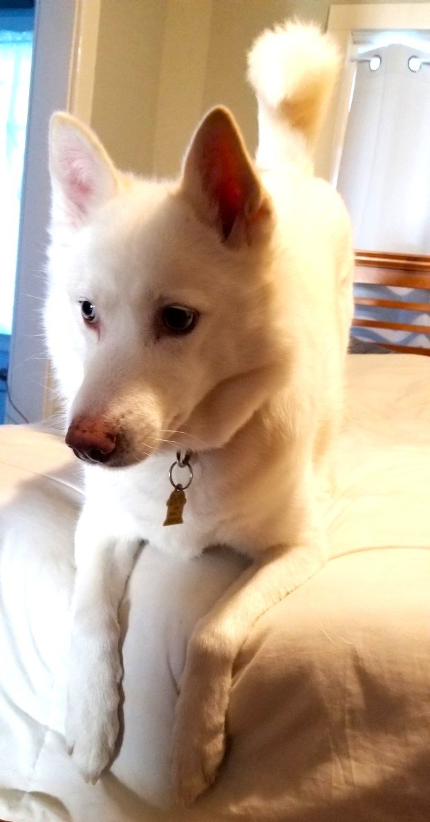 Solve Flurry as "downward facing dog" jigsaw puzzle online with 66 pieces