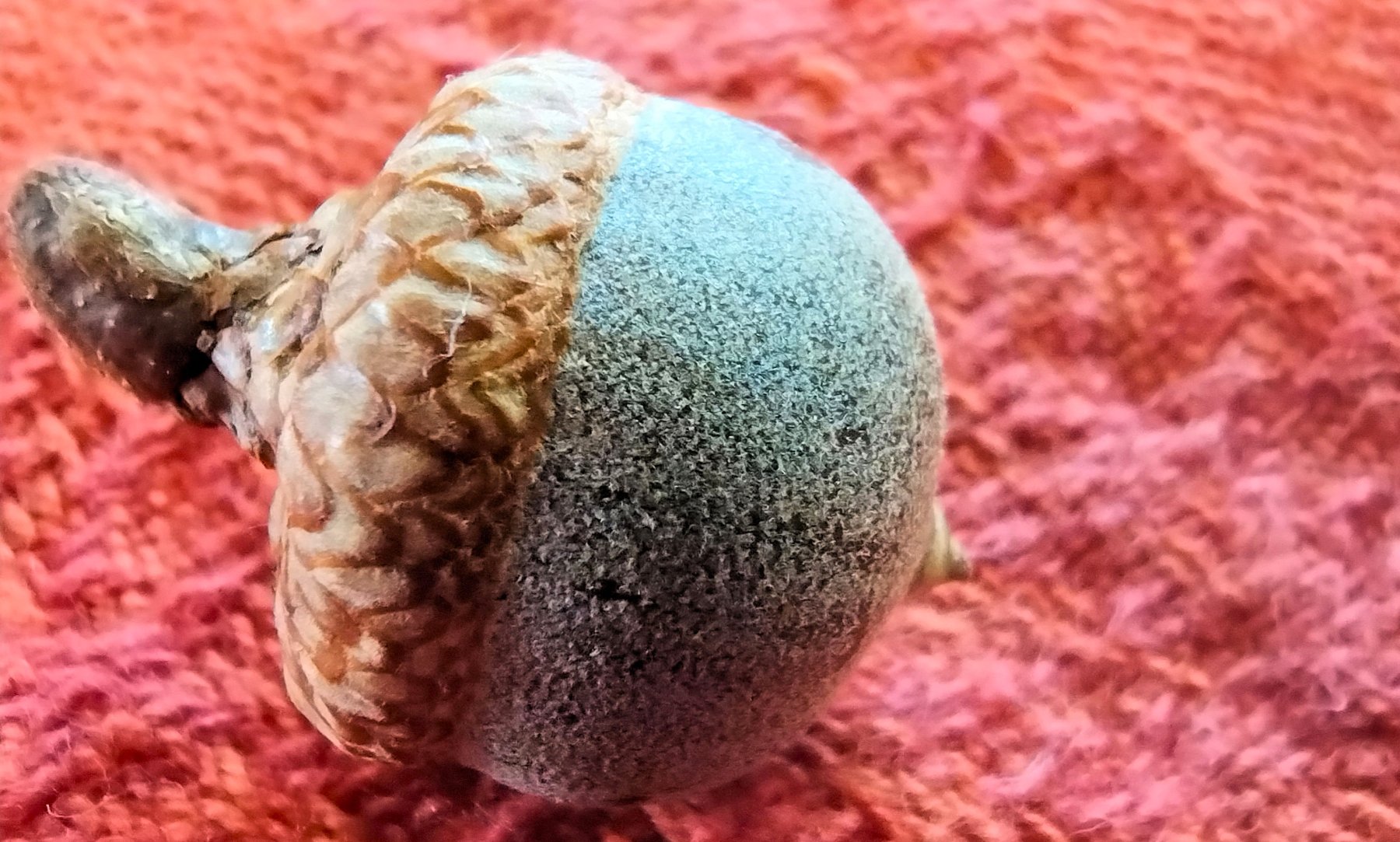 Solve acorn jigsaw puzzle online with 45 pieces