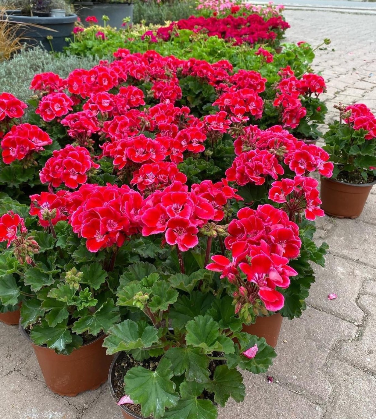Solve Beautiful geraniums jigsaw puzzle online with 110 pieces