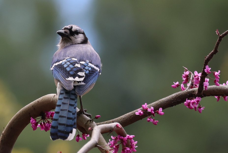 Solve Jay jigsaw puzzle online with 150 pieces