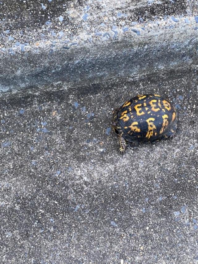 Solve Turtle on the curb jigsaw puzzle online with 20 pieces