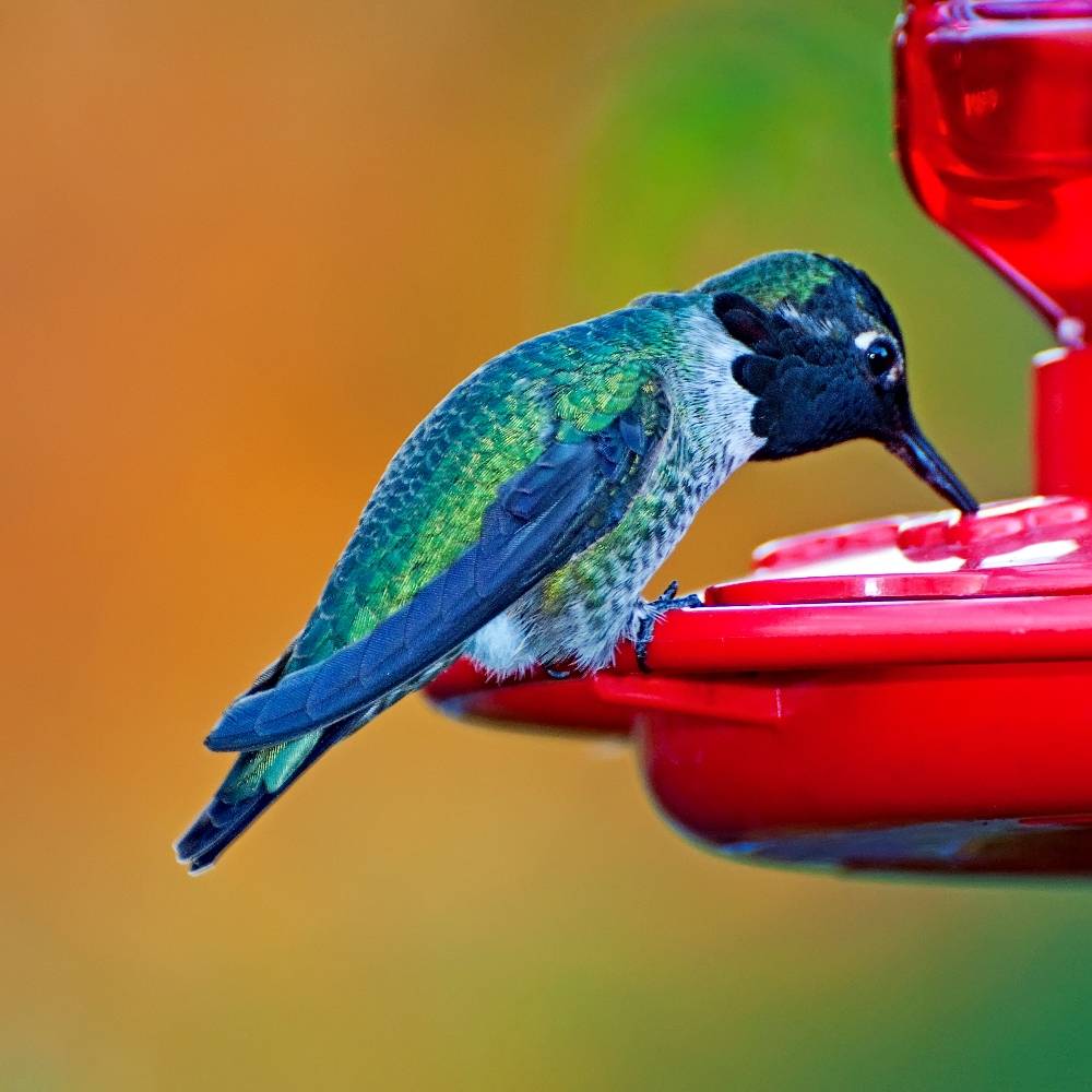 Solve Is it still Summer? (smaller), by Images by John 'K' on flickr ...