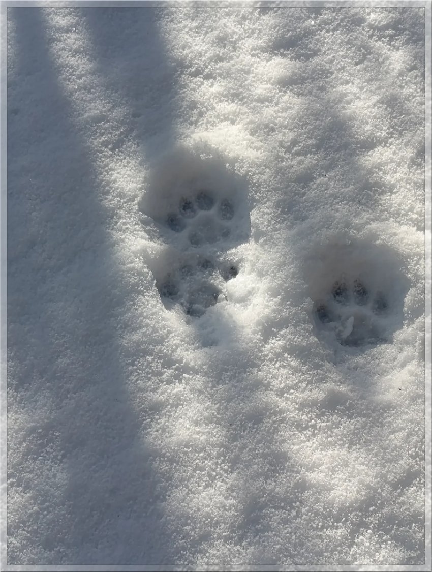 Solve 😺 🐈‍⬛ 🐾 😺 jigsaw puzzle online with 12 pieces