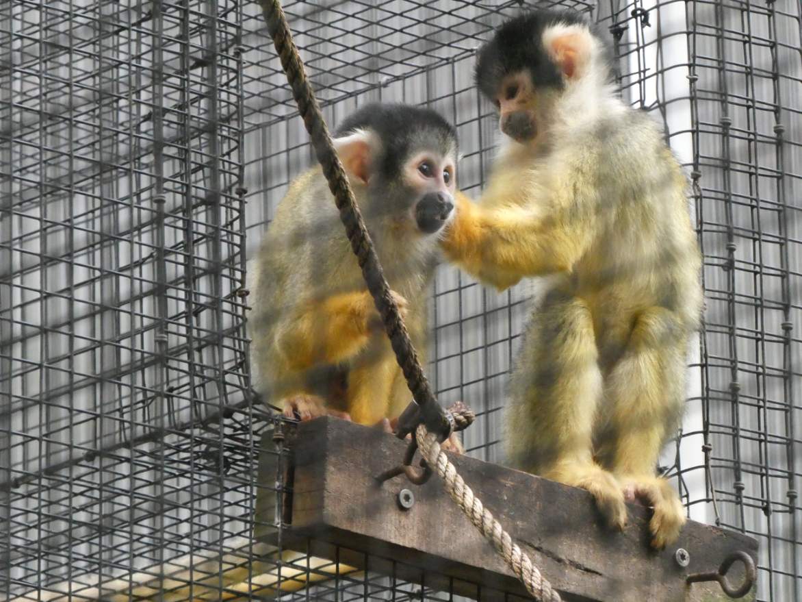 Jigsaw Puzzle | These monkeys were so nice to look at. Most of them ...