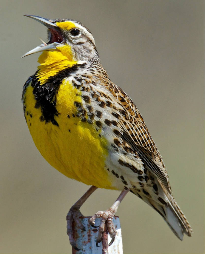 Solve Kansas State Bird ~ Western Meadowlark jigsaw puzzle online with ...