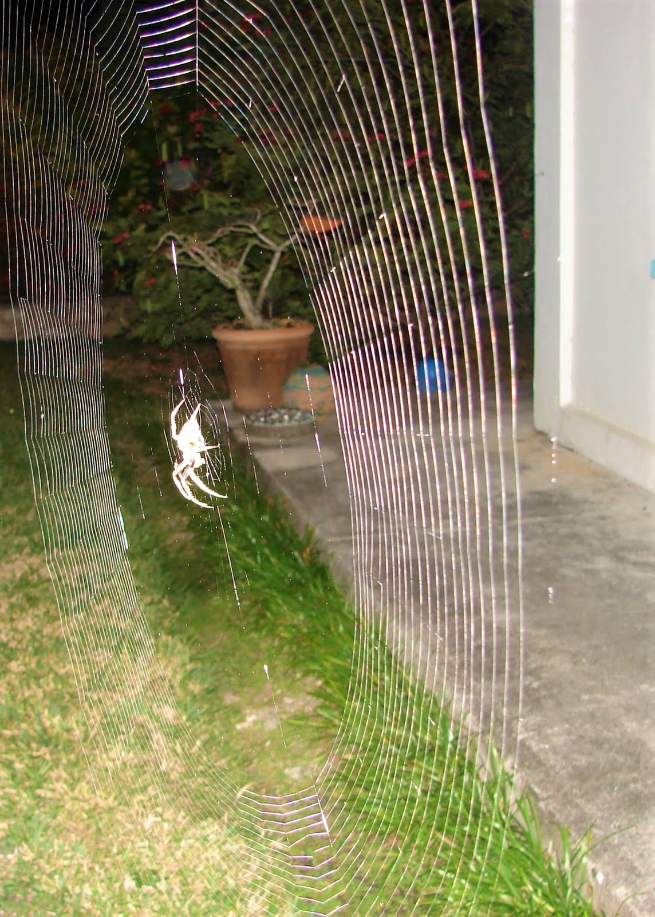 Solve Belize - a most interesing spider, who created a new web each ...