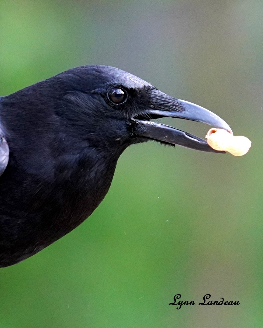 Solve Crow jigsaw puzzle online with 20 pieces