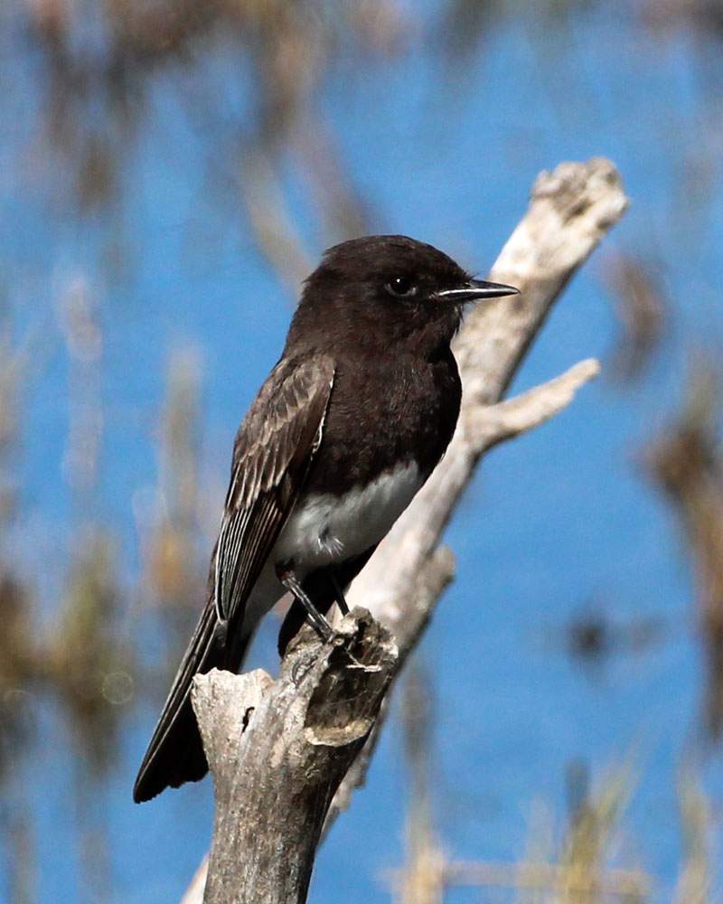 Jigsaw Puzzle | Black Phoebe, Famosa Slough, San Diego, California | 30 ...