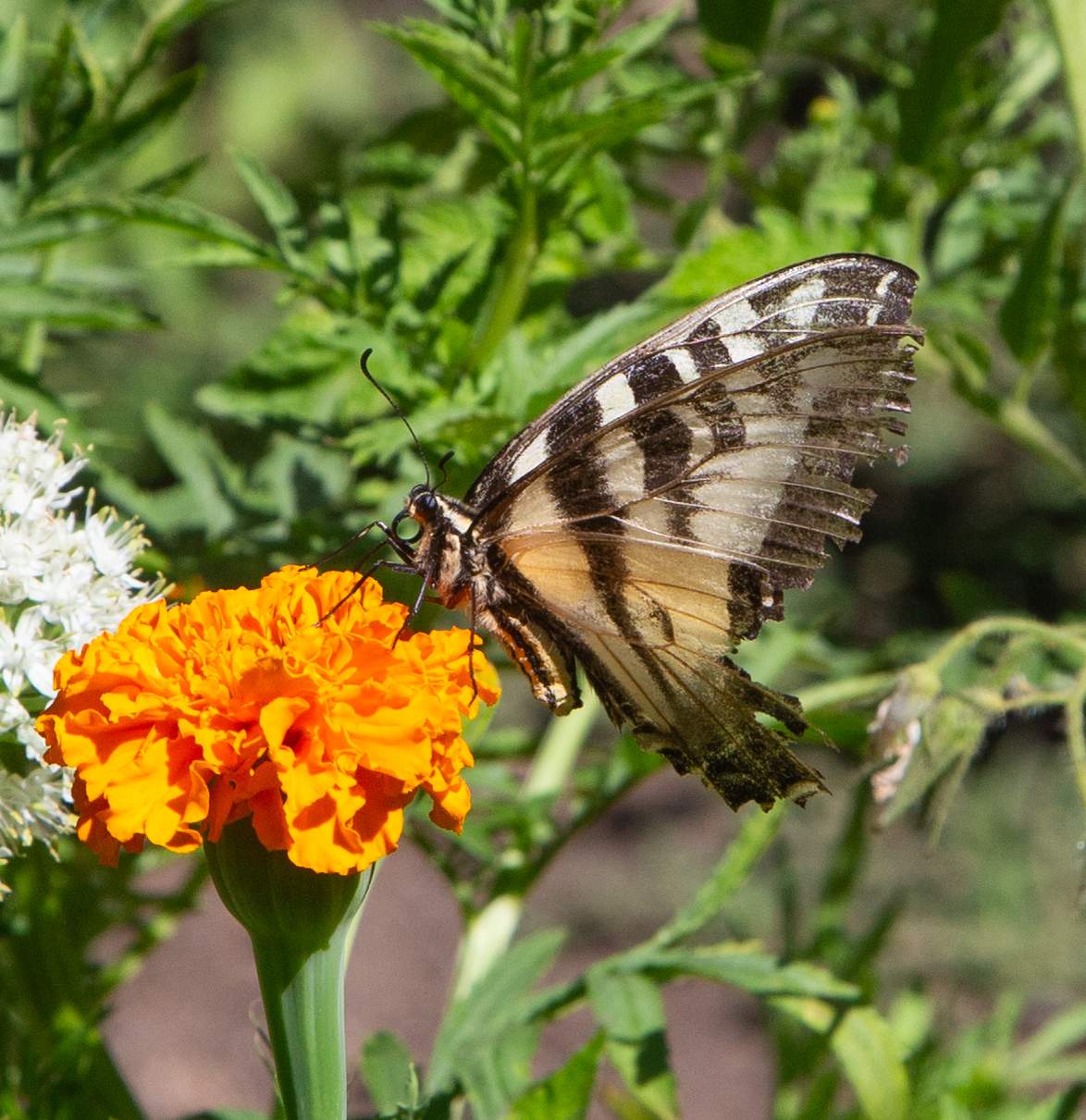 Solve Butterfly/Papillon jigsaw puzzle online with 144 pieces