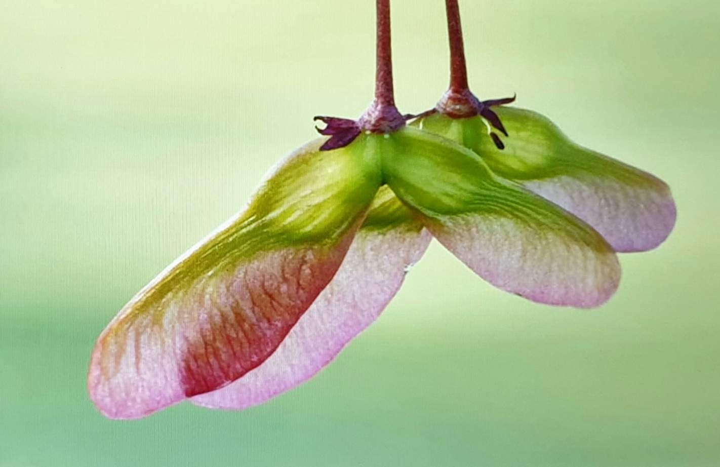 Solve BIG LEAF MAPLE SEED PODS jigsaw puzzle online with 35 pieces