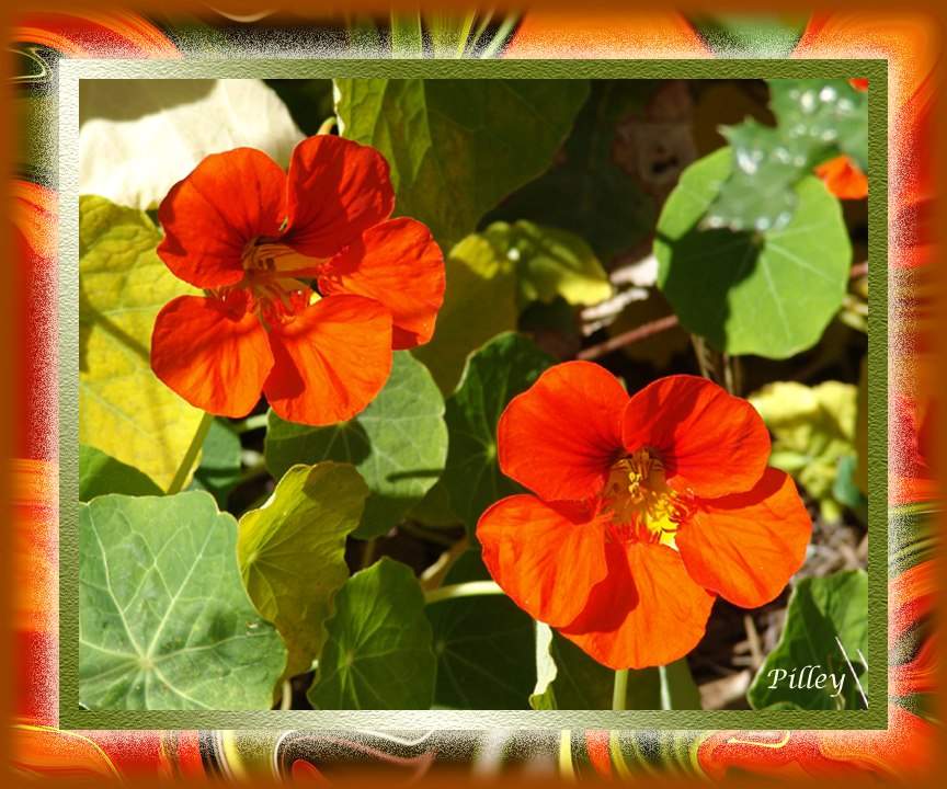 Solve one of my favorites jigsaw puzzle online with 99 pieces