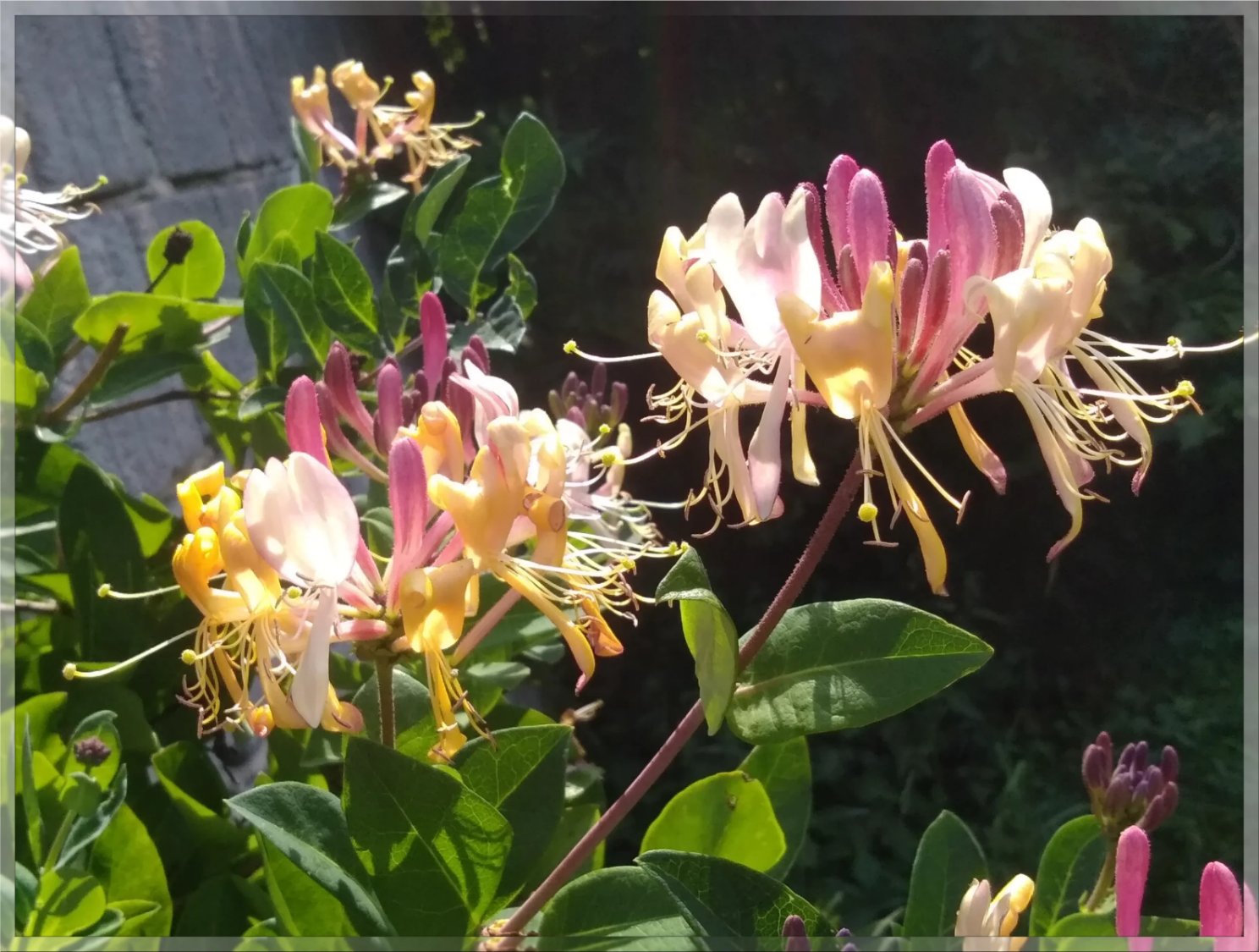 Jigsaw Puzzle | 12 pieces | Honeysuckle - repetition - Zimolez ...