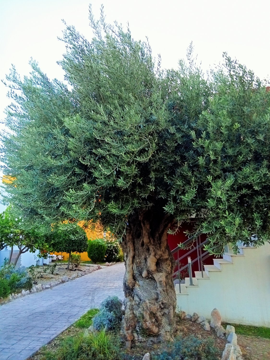 Solve Olive tree-Olea europaea jigsaw puzzle online with 63 pieces