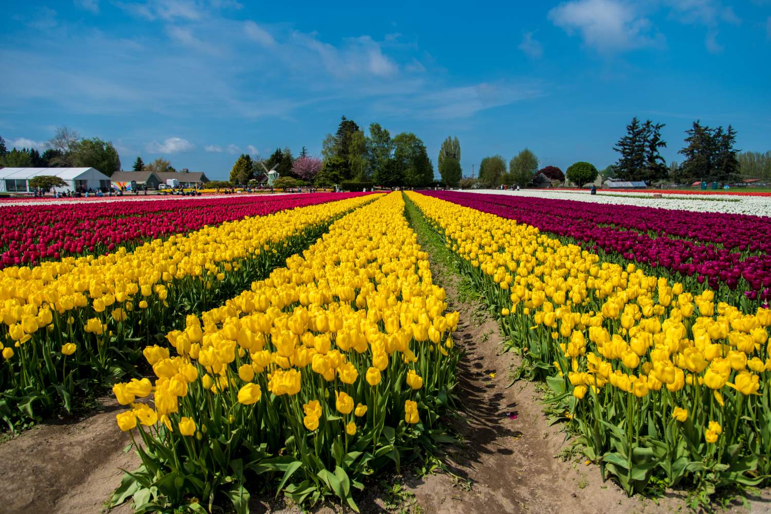 Solve RoozenGaarde jigsaw puzzle online with 77 pieces