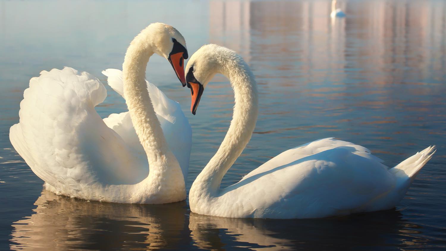 Solve Swans ♥ jigsaw puzzle online with 84 pieces