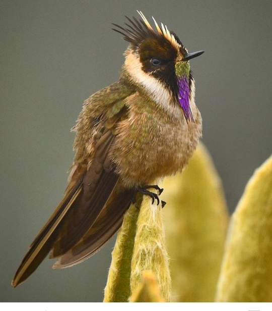 Solve Buffy Helmetcrest jigsaw puzzle online with 90 pieces