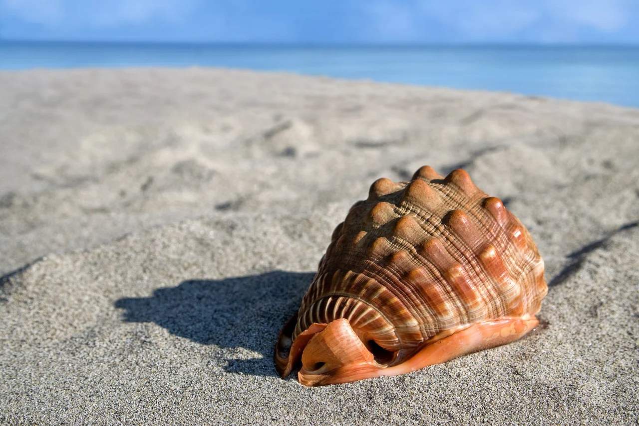 Solve Cypraeacassis Rufa Mollusk jigsaw puzzle online with 54 pieces