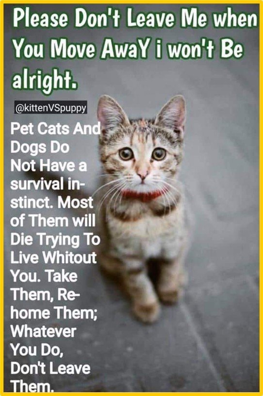 Solve Pets Are A Lifetime Commitment! jigsaw puzzle online with 35 pieces